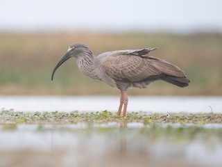 Plumbeous Ibis - Theristicus caerulescens - Birds of the World
