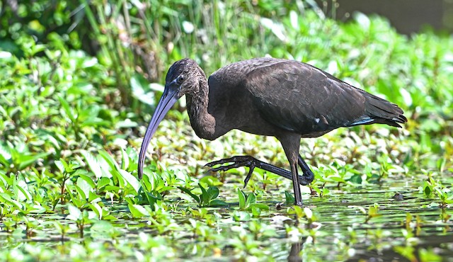 Pennsylvania Bird Atlas - Discover a new world of birding...