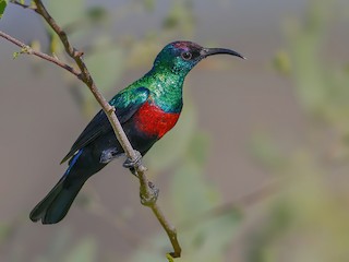 Abyssinian Sunbird - Cinnyris habessinicus - Birds of the World