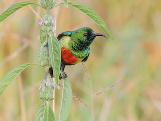 Gorgeous Sunbird - Cinnyris melanogastrus - Birds of the World