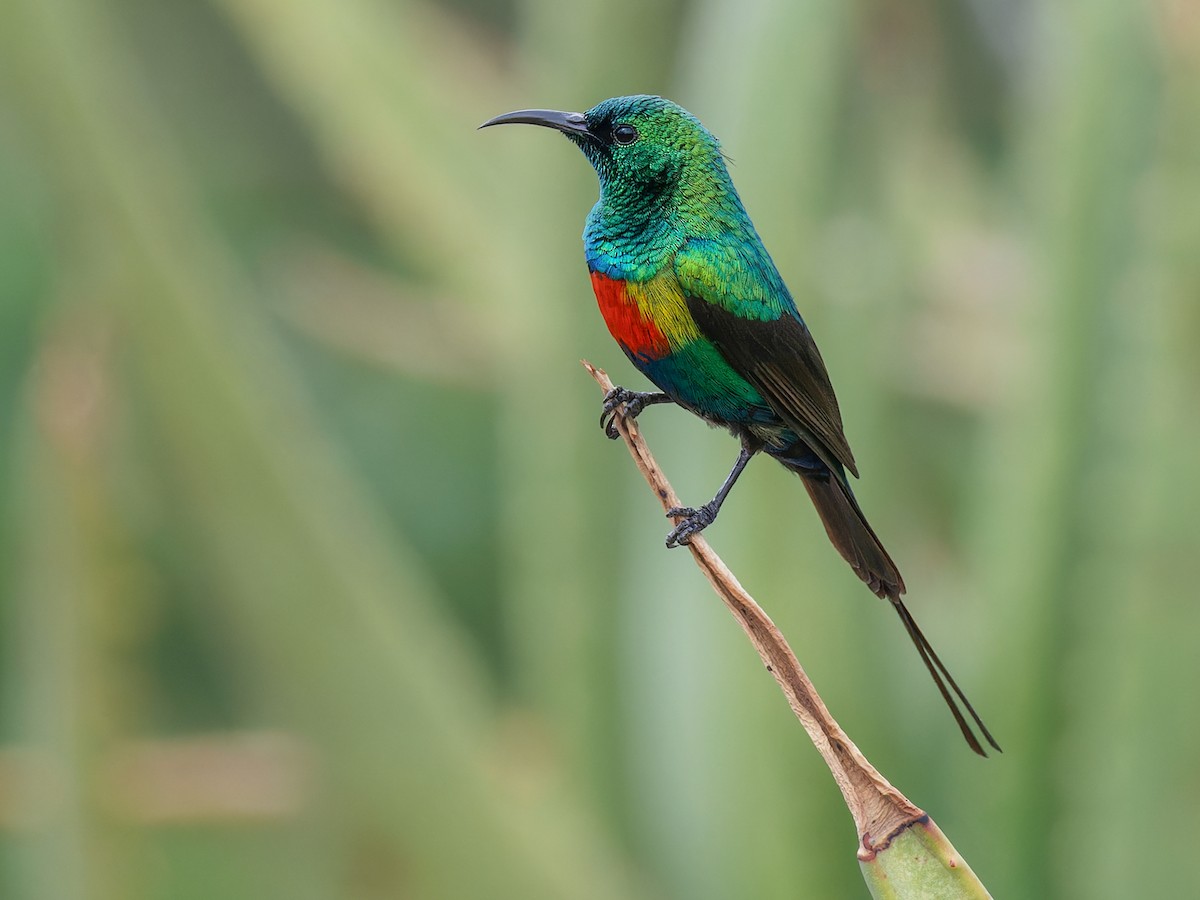 Beautiful Sunbird - Cinnyris pulchellus - Birds of the World