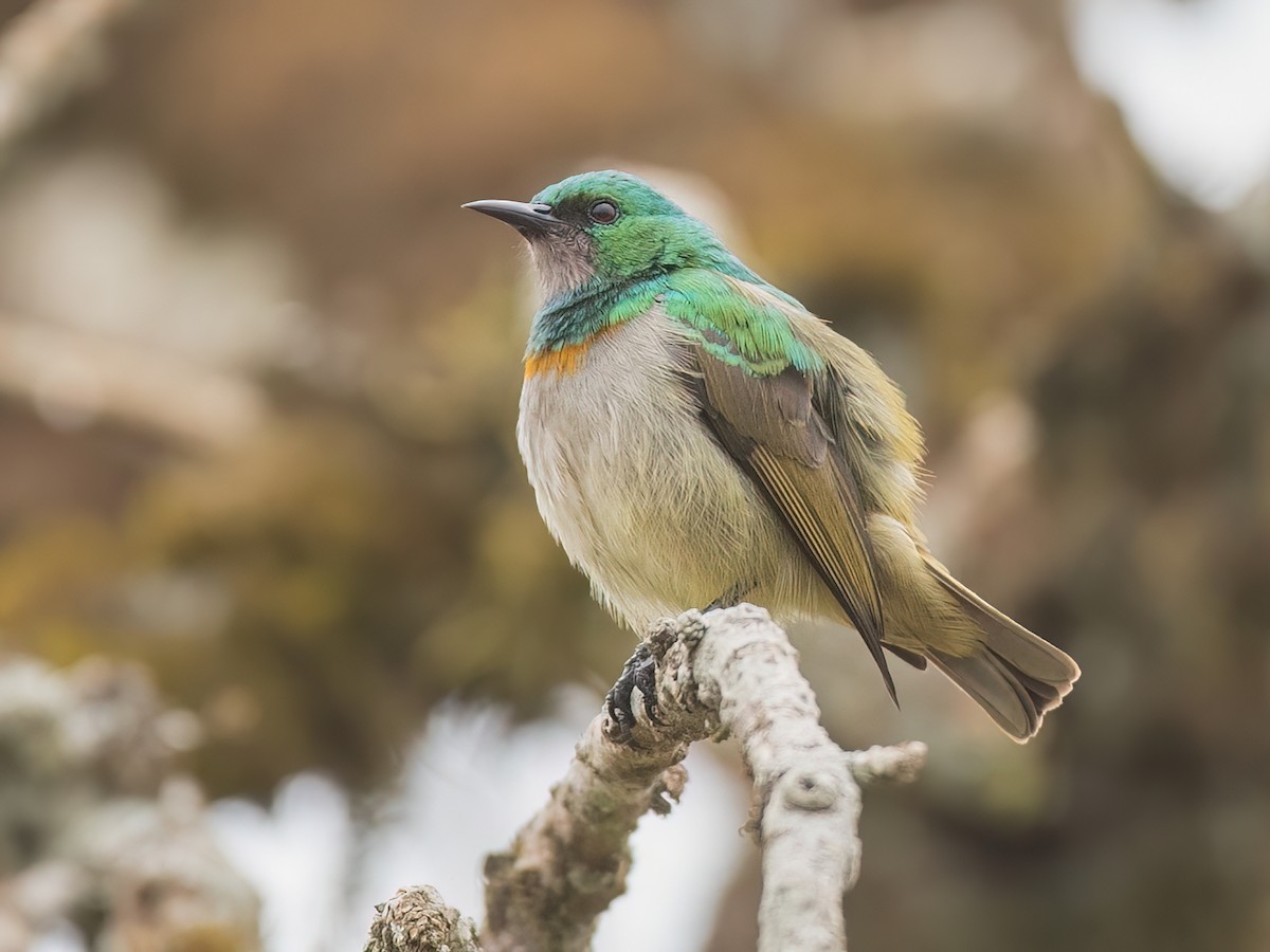 Gray-chinned Sunbird - Anthreptes tephrolaemus - Birds of the World