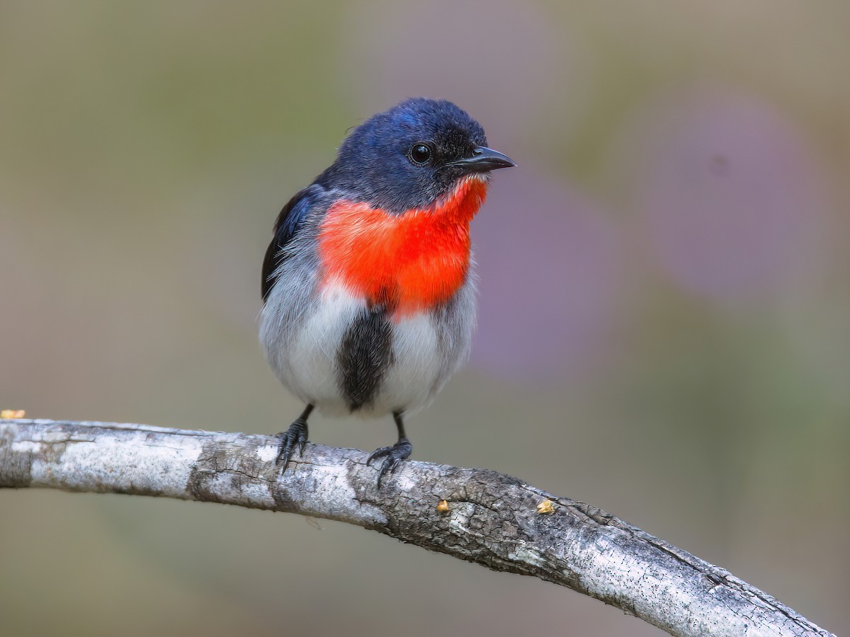 Mistletoebird - Dicaeum hirundinaceum - Birds of the World