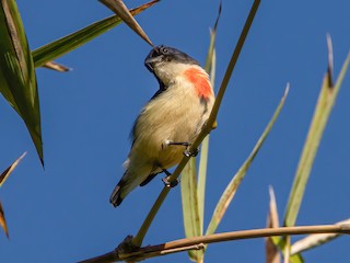 Timor Flowerpecker - Dicaeum hanieli - Birds of the World