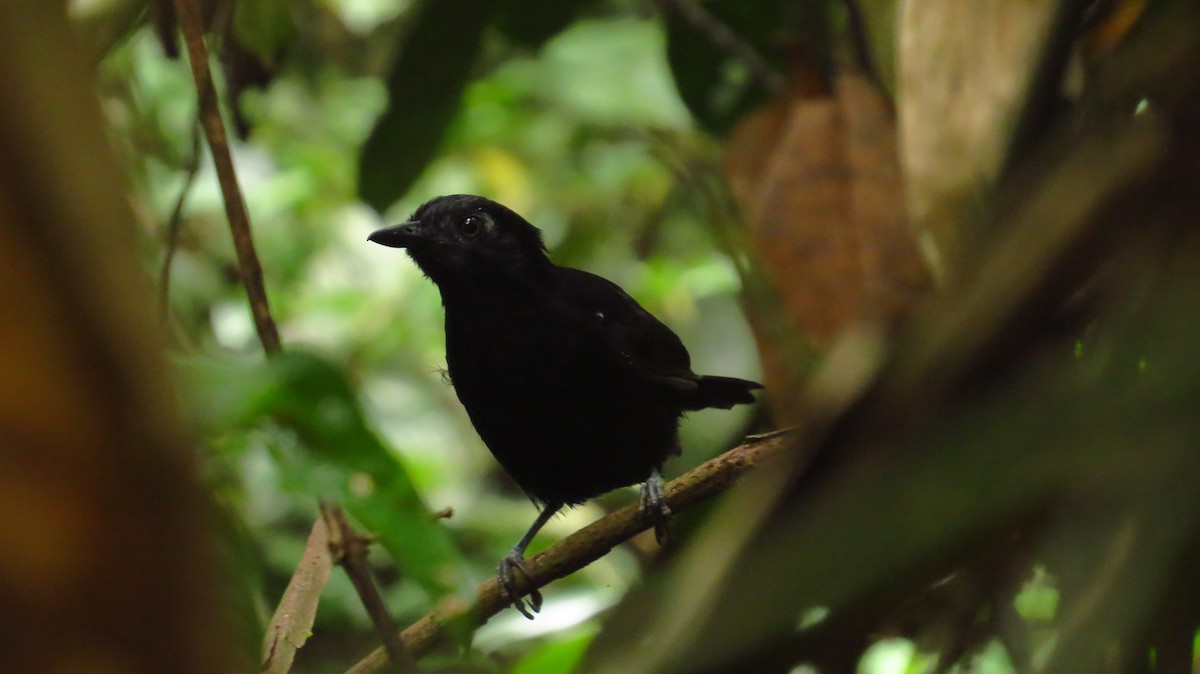 White-shouldered Antbird - Akletos melanoceps - Birds of the World