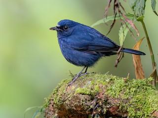 Javan Robin - Myiomela diana - Birds of the World