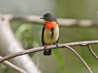 Flores Flowerpecker - Dicaeum rhodopygiale - Birds of the World