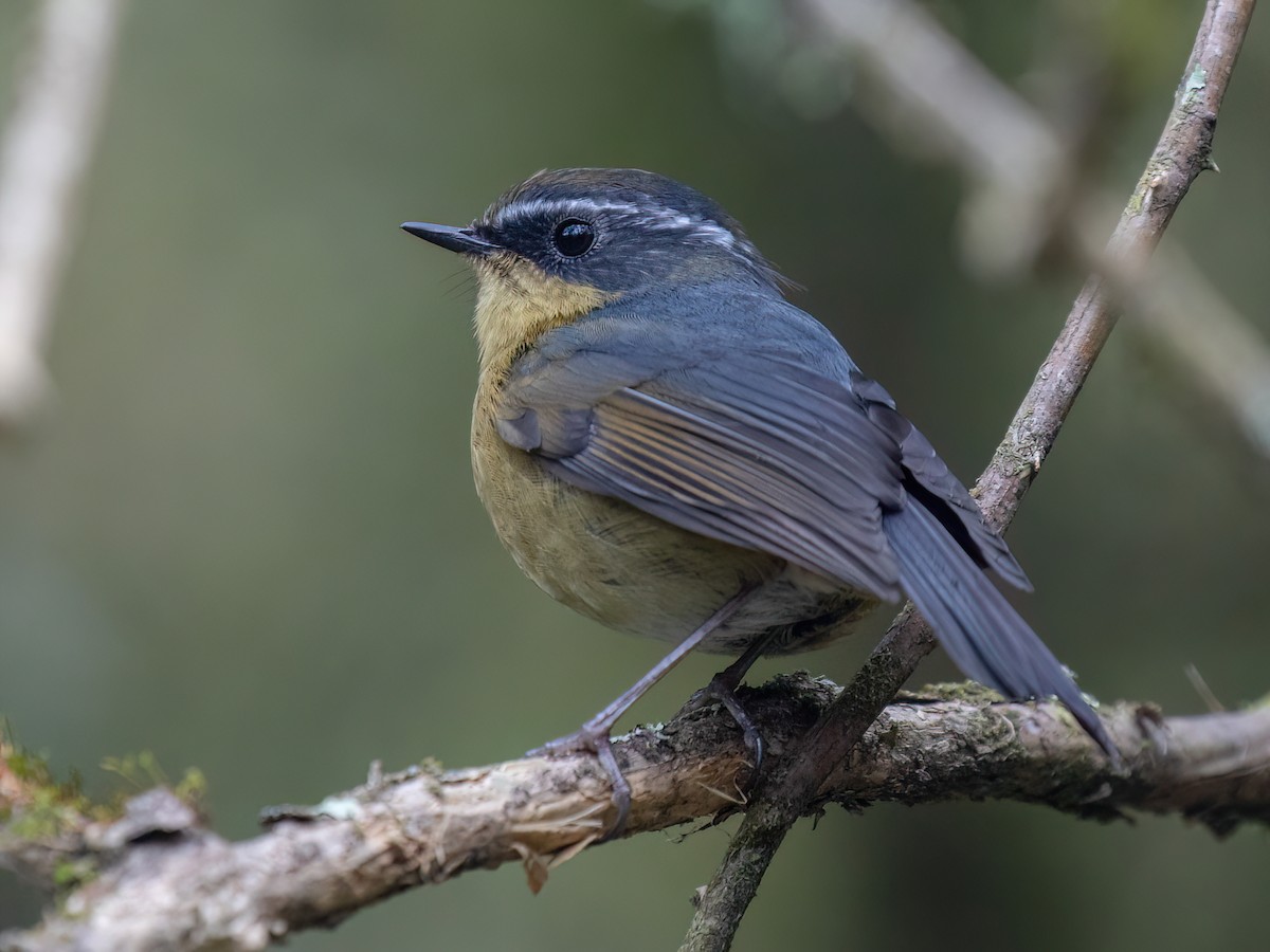 Taiwan Bush-Robin - Tarsiger formosanus - Birds of the World