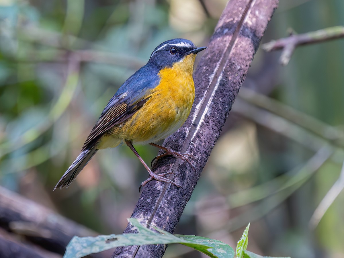 White-browed Bush-Robin - Tarsiger indicus - Birds of the World