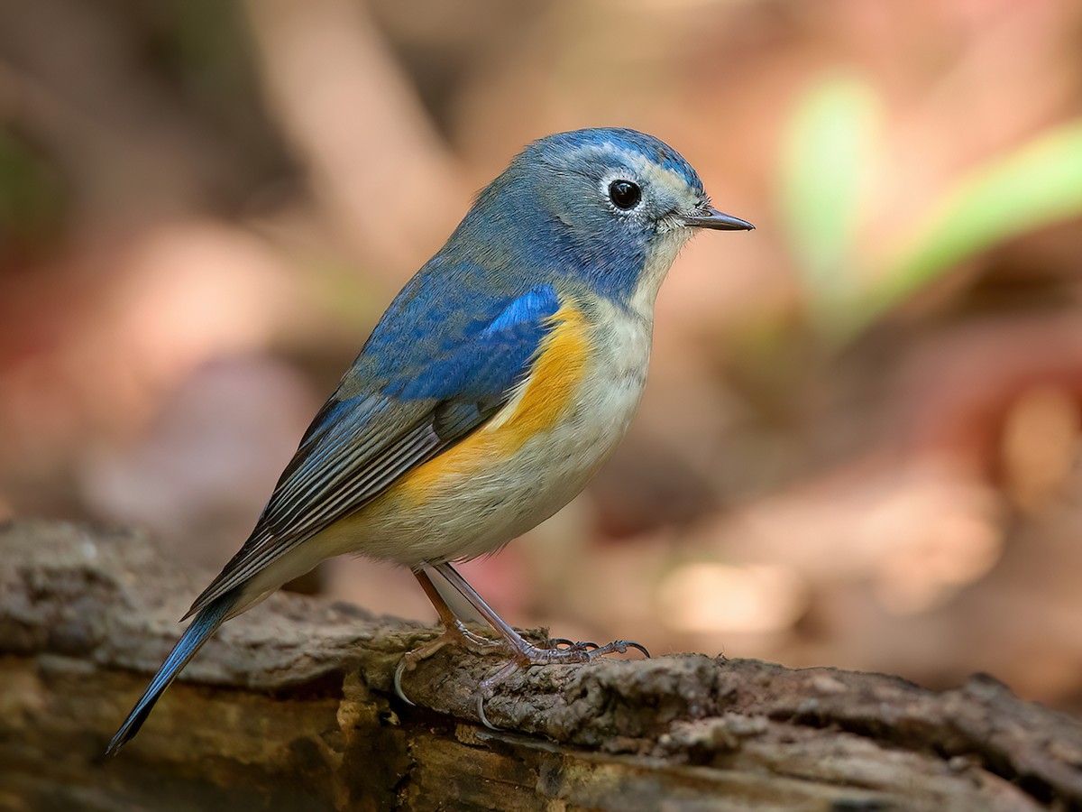 Red-flanked Bluetail - Tarsiger cyanurus - Birds of the World