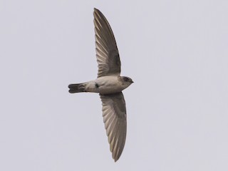 Moluccan Swiftlet - eBird