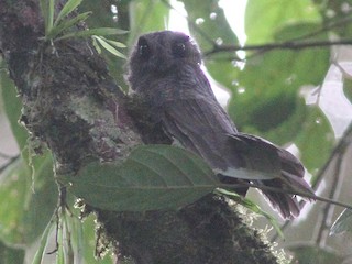 Karimui Owlet-nightjar - eBird