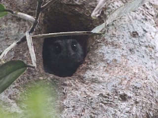 Karimui Owlet-nightjar - eBird
