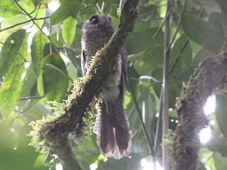 Karimui Owlet-nightjar - eBird