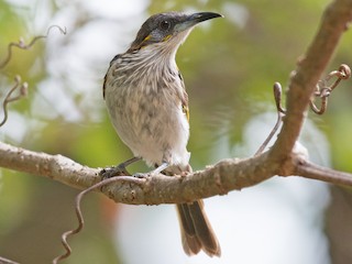 White-streaked Honeyeater - eBird