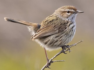 Rufous Fieldwren - eBird