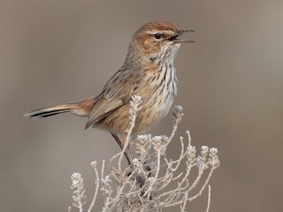 Rufous Fieldwren - eBird