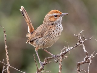 Rufous Fieldwren - eBird