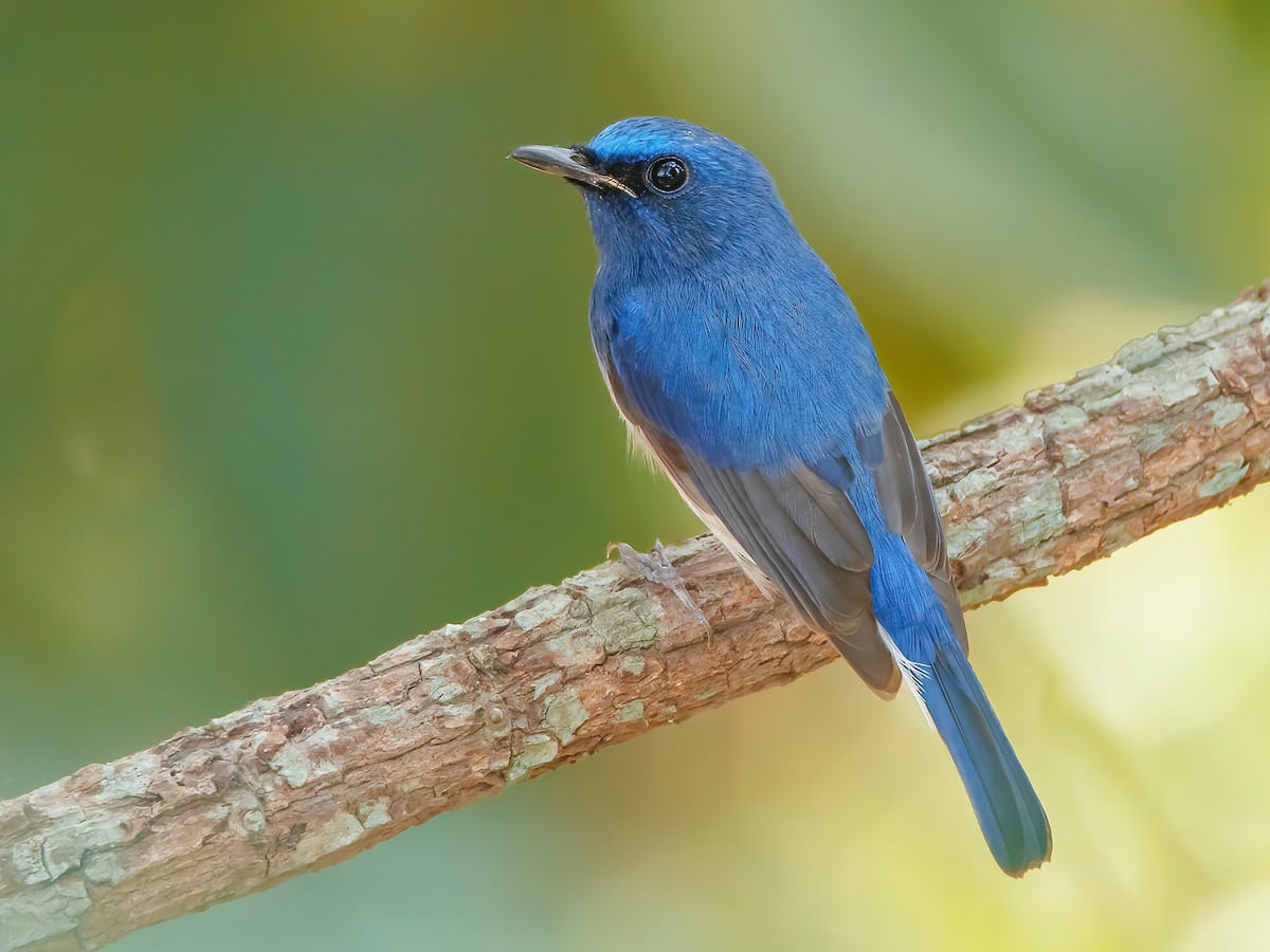 Hainan Blue Flycatcher - Cyornis hainanus - Birds of the World