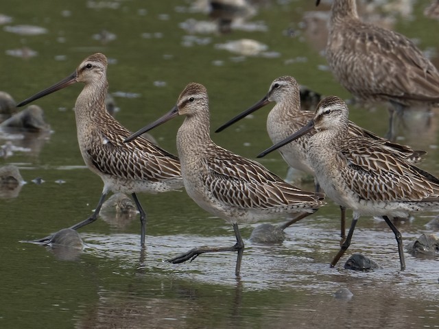 Photos - Asian Dowitcher - Limnodromus semipalmatus - Birds of the World