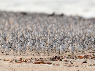 Great Knot - eBird