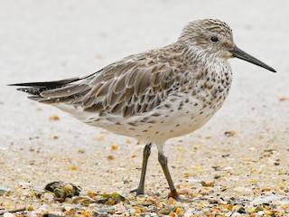 Great Knot - eBird