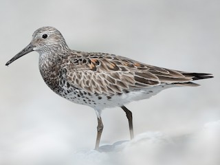 Great Knot - eBird