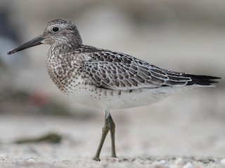 Great Knot - eBird