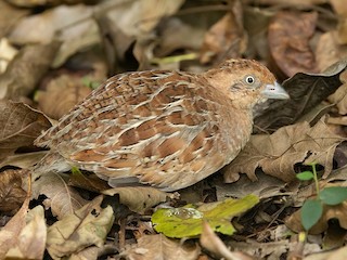 Little Buttonquail - eBird