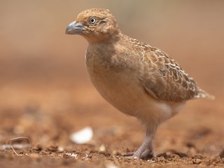 Little Buttonquail - eBird