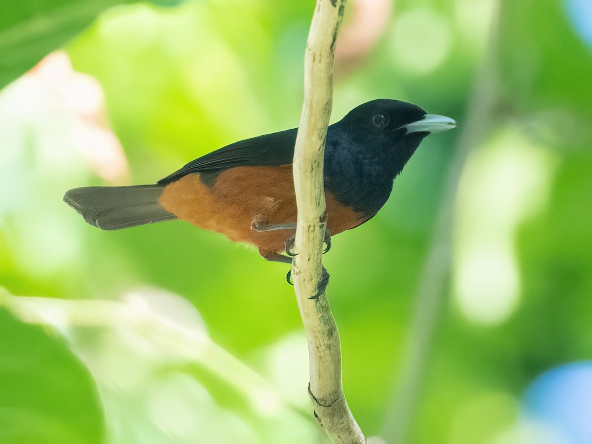 Chestnut-bellied Monarch - Monarcha castaneiventris - Birds of the World