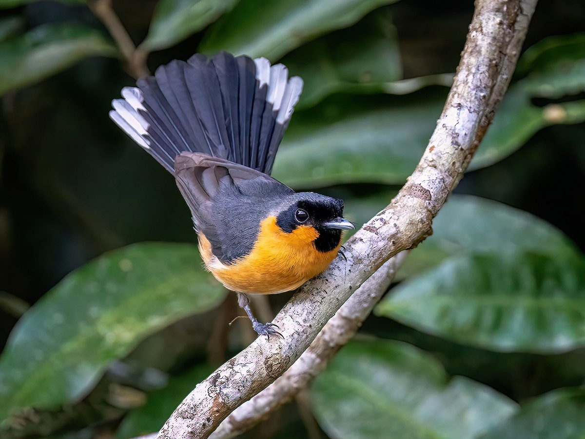 Australian Spectacled Monarch - Symposiachrus trivirgatus - Birds of ...