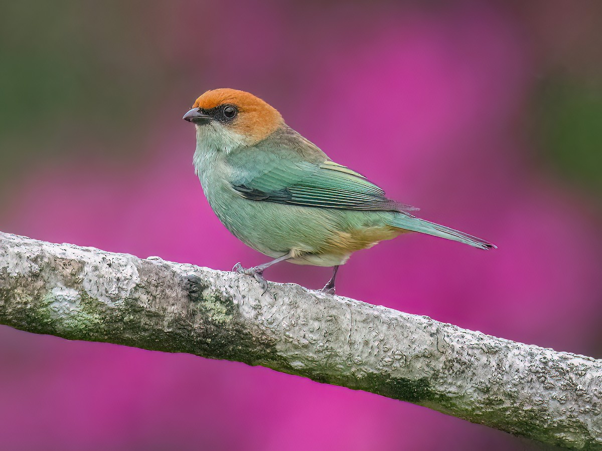Chestnut-backed Tanager - Stilpnia preciosa - Birds of the World
