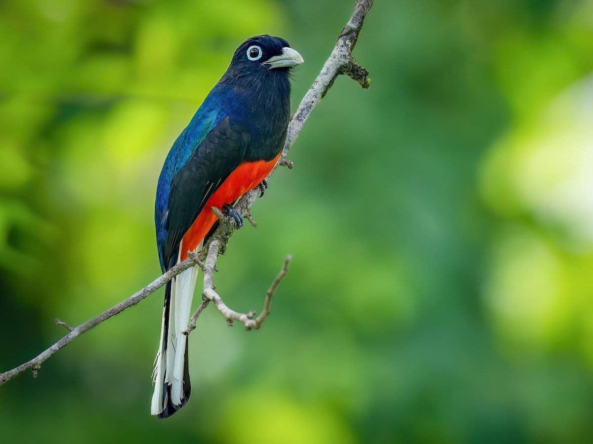 Baird's Trogon - Trogon bairdii - Birds of the World