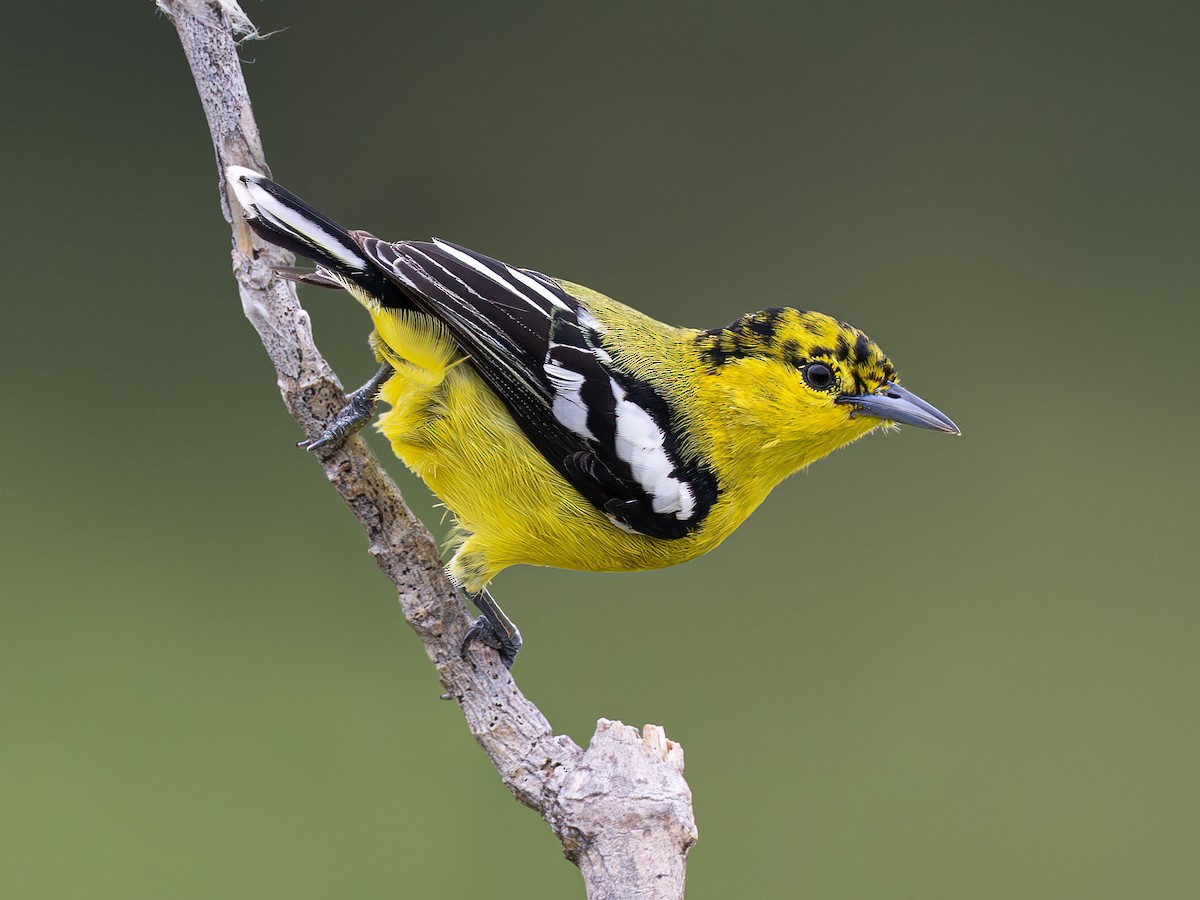 White-tailed Iora - Aegithina nigrolutea - Birds of the World