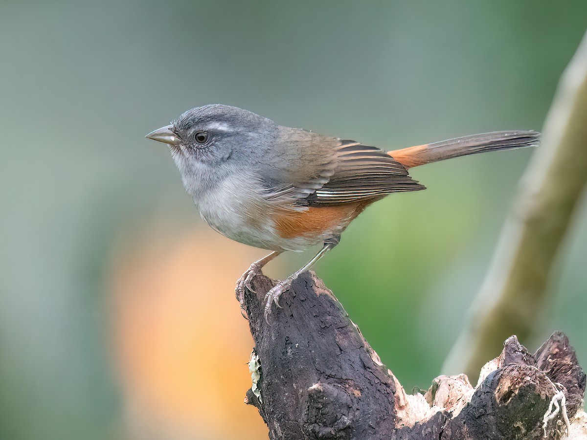 Gray-throated Warbling Finch - Microspingus cabanisi - Birds of the World