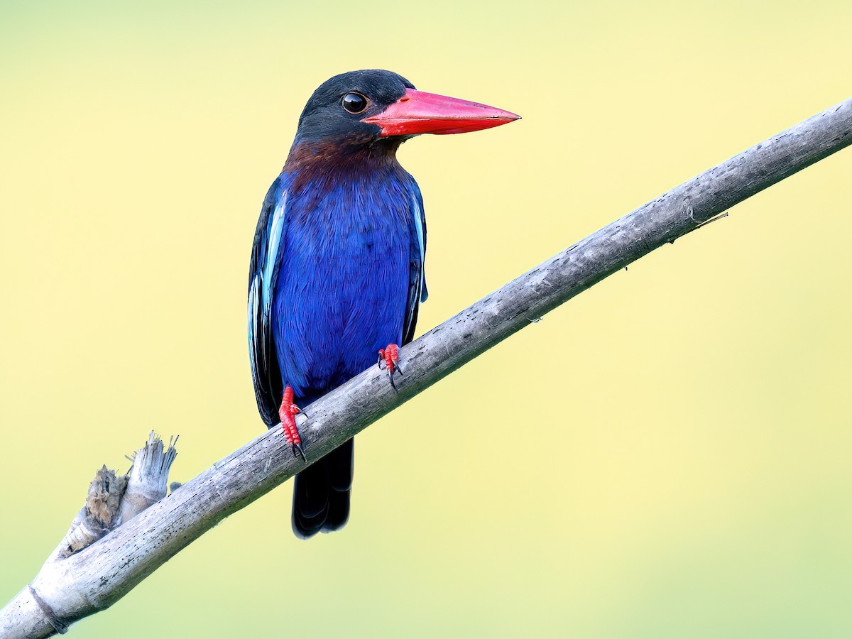 Javan Kingfisher - Halcyon cyanoventris - Birds of the World