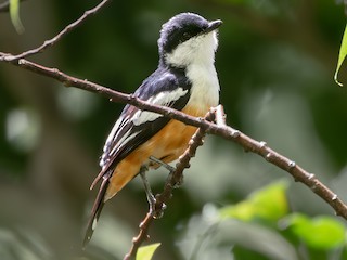 Mussau Triller - Lalage conjuncta - Birds of the World