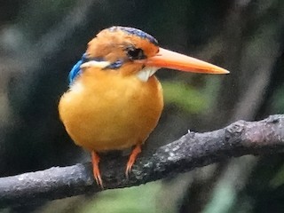 Manus Dwarf-Kingfisher - eBird