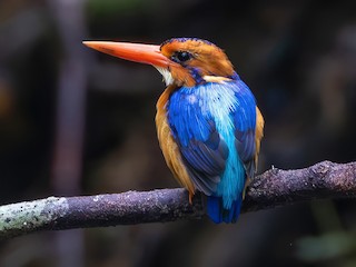 Manus Dwarf-Kingfisher - eBird