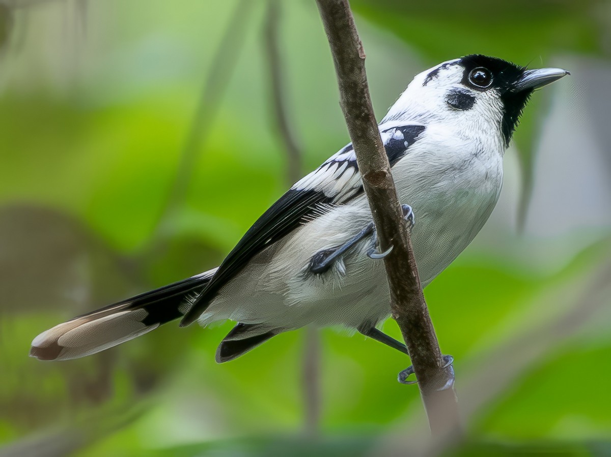 Mussau Monarch - Symposiachrus menckei - Birds of the World