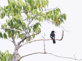 Tagula Butcherbird - eBird
