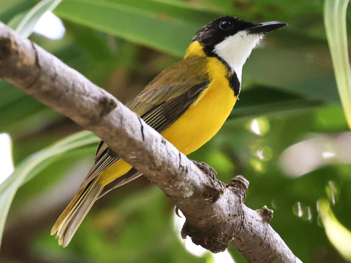 Louisiade Whistler - Pachycephala collaris - Birds of the World