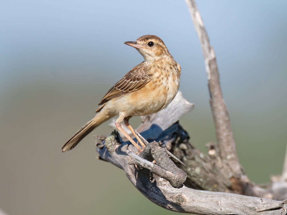Buffy Pipit - Anthus vaalensis - Birds of the World
