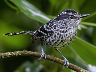 Scaled Antbird - eBird