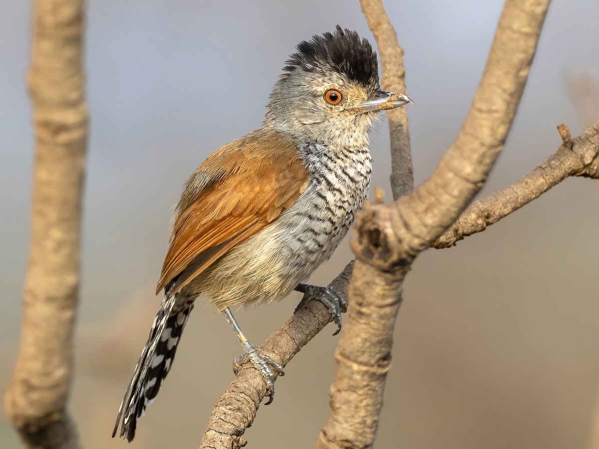Rufous-winged Antshrike - Thamnophilus torquatus - Birds of the World