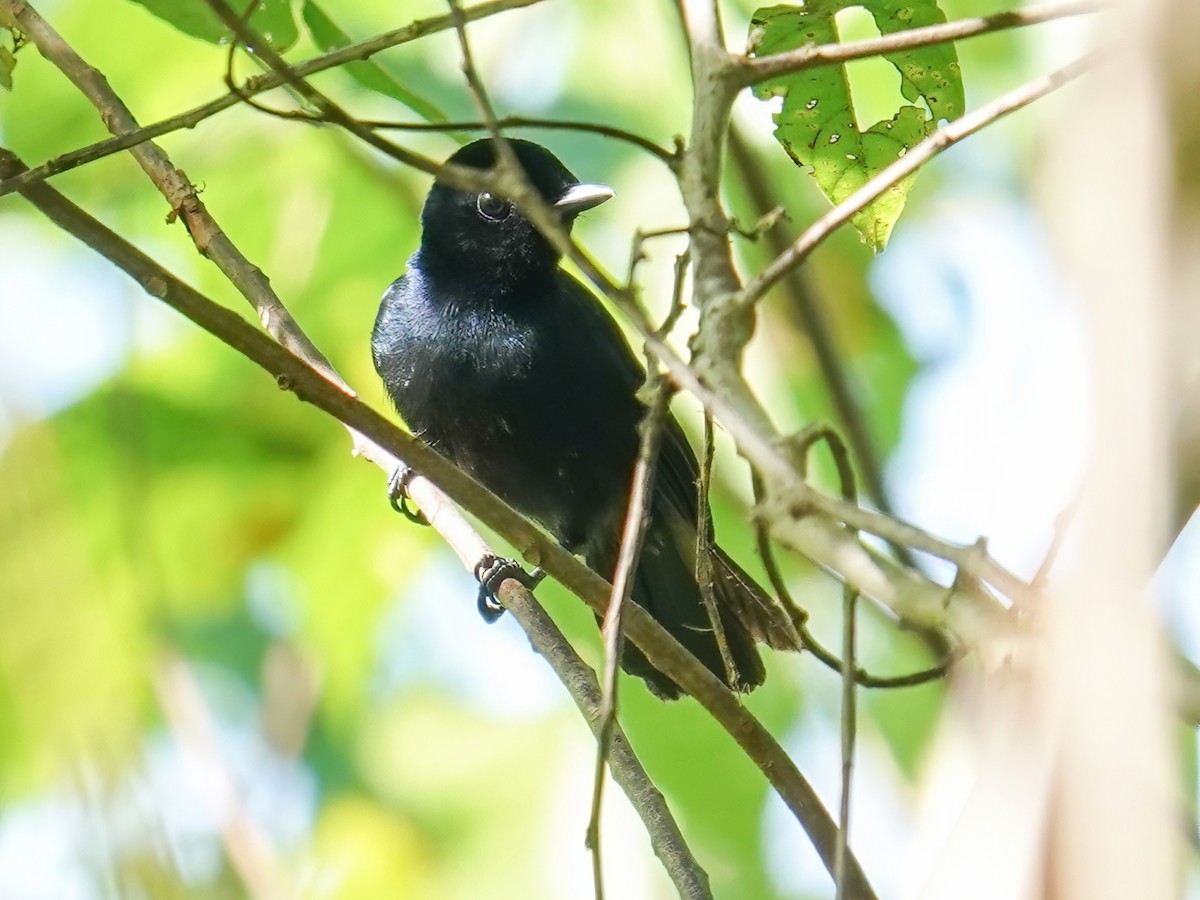 Mussau Flycatcher - Myiagra hebetior - Birds of the World