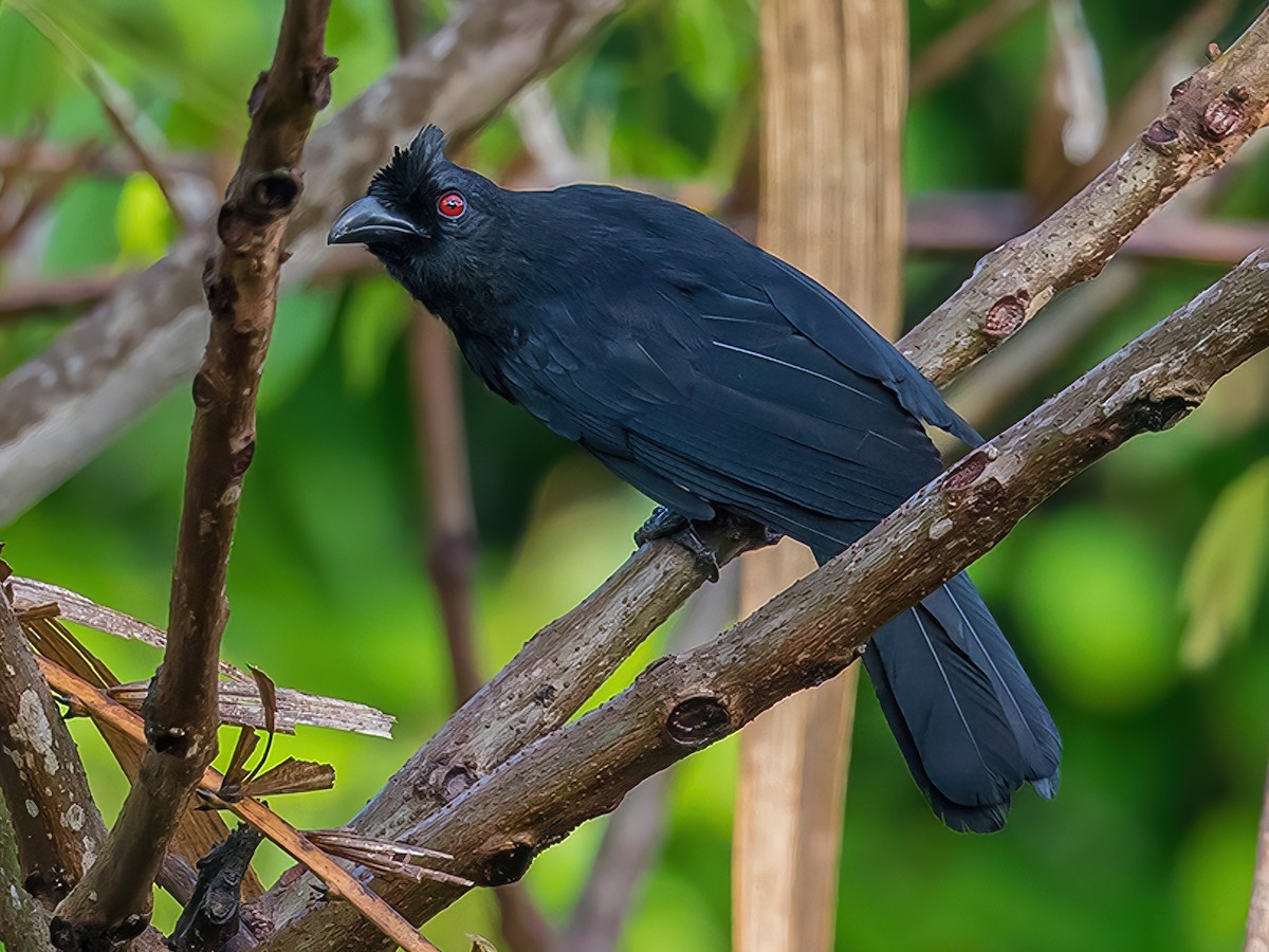 Bornean Black Magpie - Platysmurus aterrimus - Birds of the World