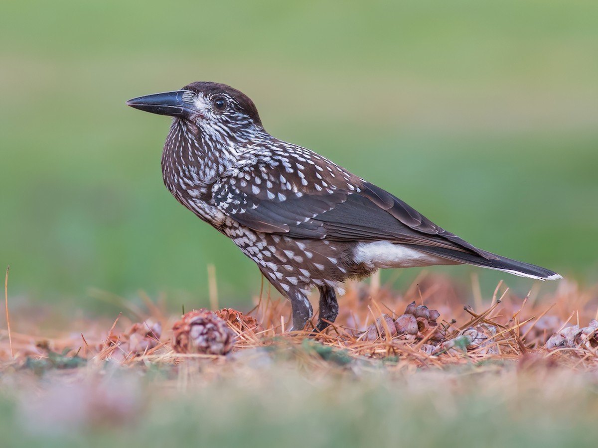 Northern Nutcracker - Nucifraga caryocatactes - Birds of the World