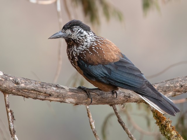 Photos - Southern Nutcracker - Nucifraga hemispila - Birds of the World